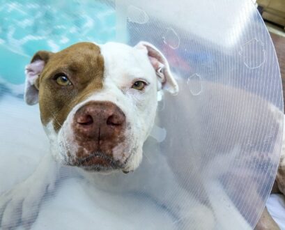 What It's Like During a Dog's TPLO Surgery Recovery: Advice from a Pet ...