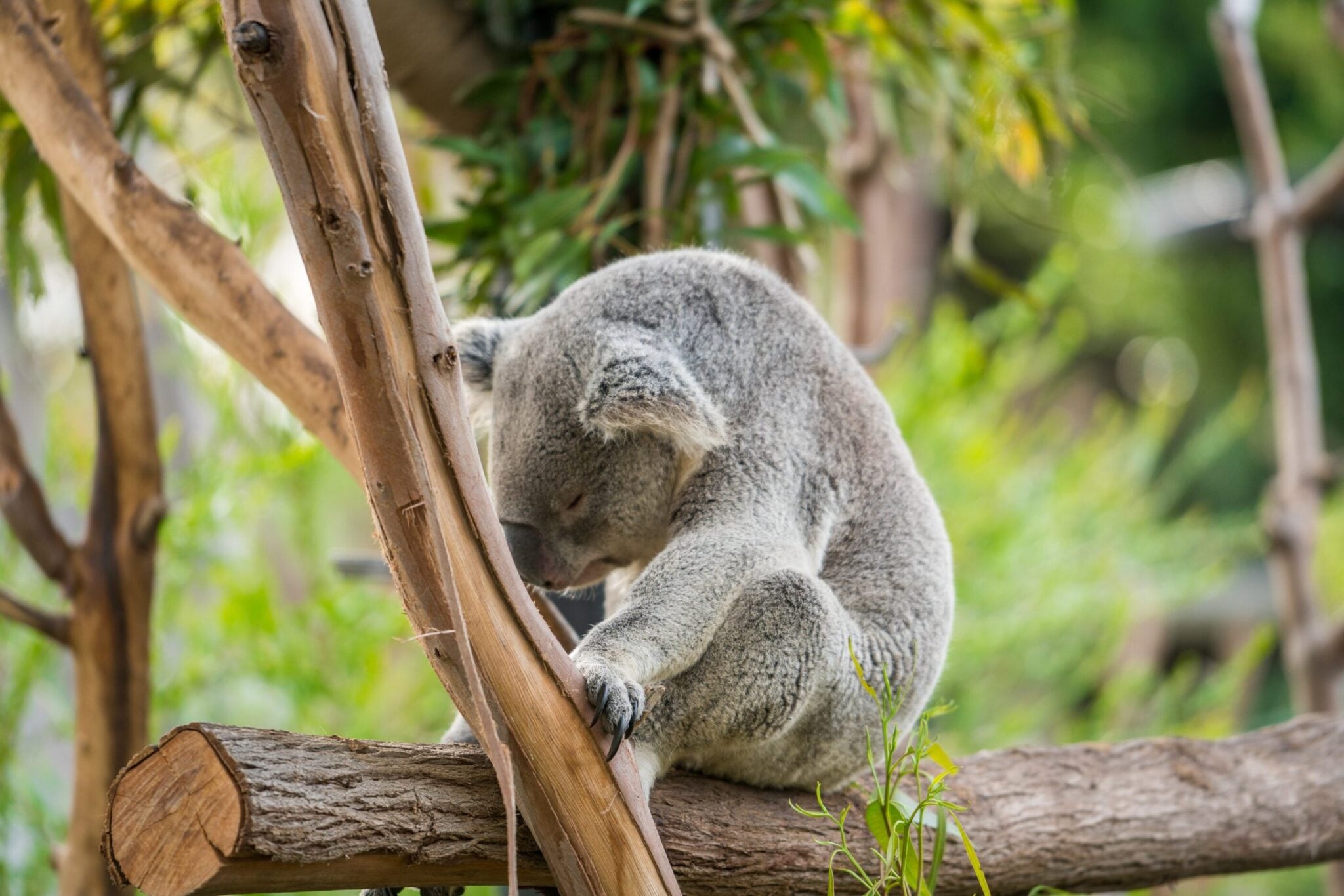 San Diego Zoo Nighttime Zoo 2025: Guide To Animals After Dark!