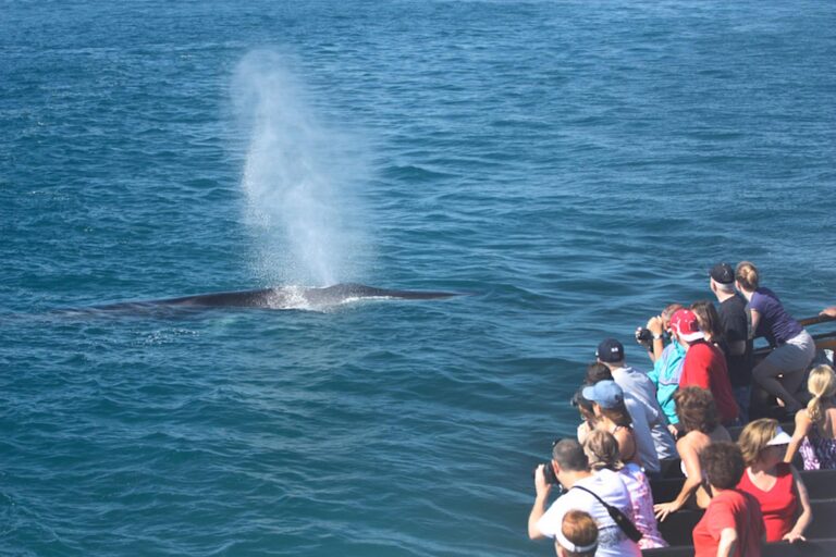 Wow Your Kids With Pacific Gray Whale Migration Trivia La Jolla Mom