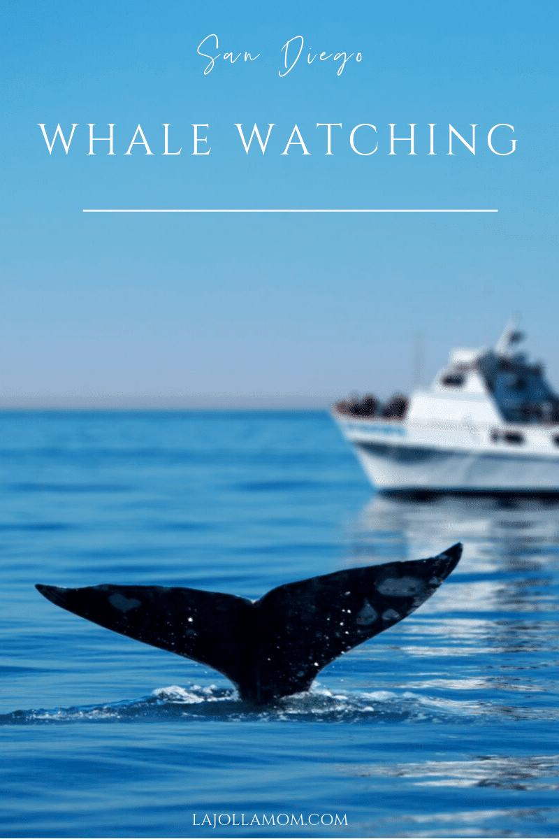 Whale Watching In San Diego: Best Tours, Cruises & Season Guide