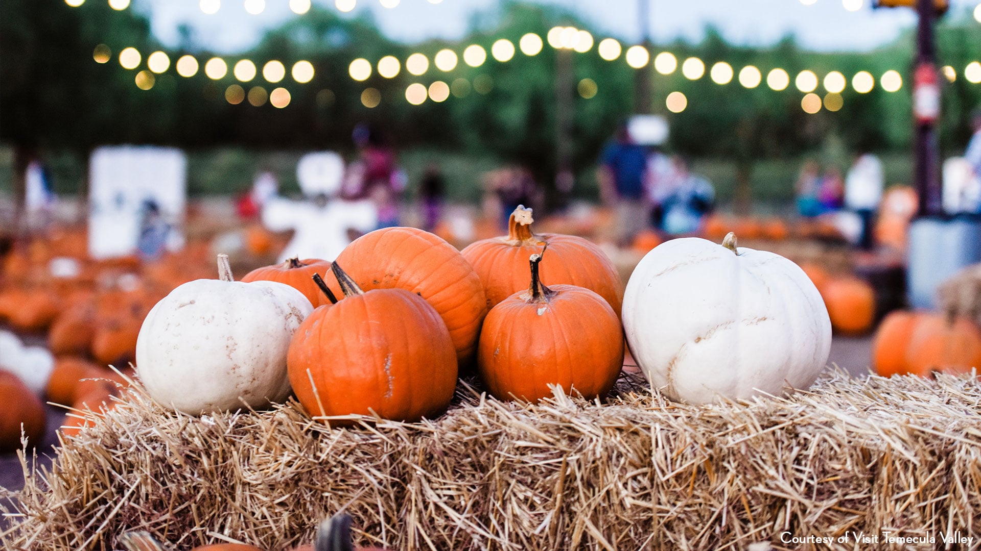 25 Fun Things To Do In Temecula, CA - Best Attractions And Activities