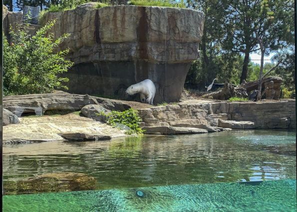 San Diego Zoo Animals And Attractions: The Must-See List | La Jolla Mom