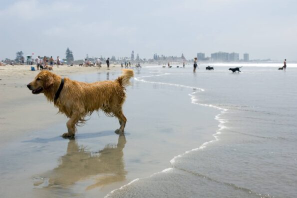Best Dog Beaches In San Diego: Off-Leash & On-Leash Places To Go