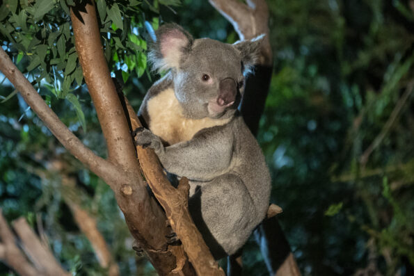 San Diego Zoo Nighttime Zoo 2025: Guide To Animals After Dark!