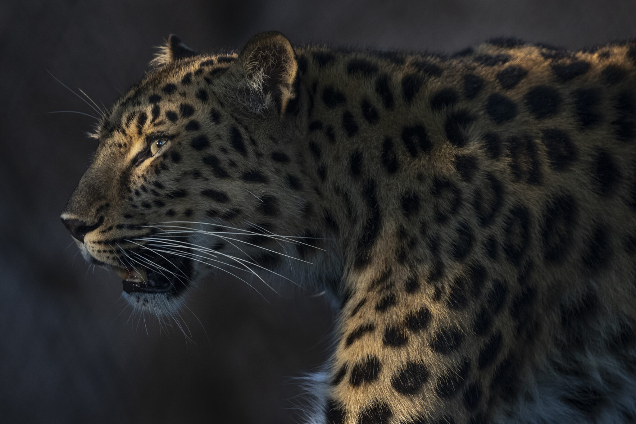 San Diego Zoo Nighttime Zoo 2025: Guide To Animals After Dark!
