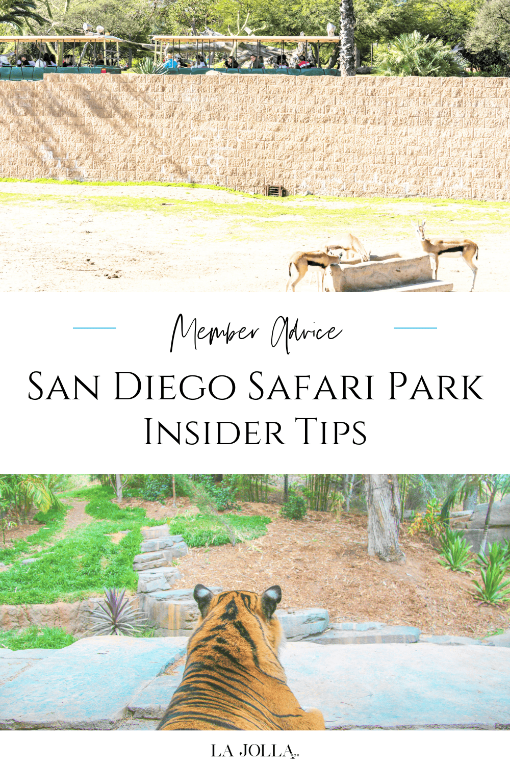25 Insider Tips For Visiting San Diego Zoo Safari Park [2026]